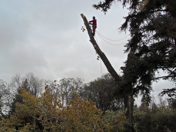 Why Hire An Arborist? - The Urban Forester | Tree Service Arborist Calgary